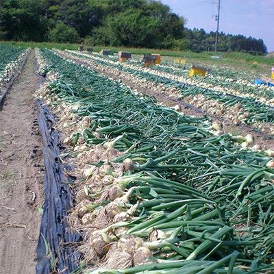 ふるさと納税 白子町 【先行受付】千葉県 白子産たまねぎ 11kg : Yahoo!ふるさと納税 - 通販 - Yahoo!ショッピング