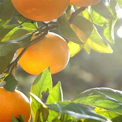 ふるさと納税 海南市 早生みかん3L又は2Lサイズ6kg・ちょっと訳ありご家庭用 まごころ産直みかんより農園直送! : Yahoo!ふるさと納税 - 通販 - Yahoo!ショッピング