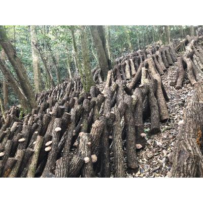 ふるさと納税 中津市 大分県産原木訳あり椎茸500g(50g×10P) : Yahoo!ふるさと納税 - 通販 - Yahoo!ショッピング