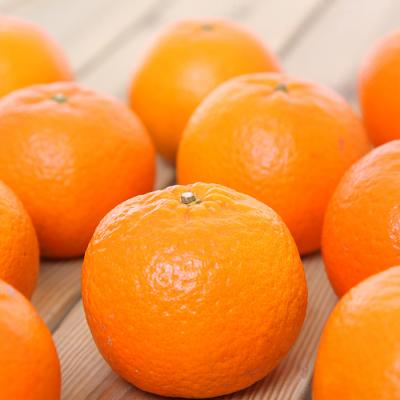 ふるさと納税 枕崎市 【旬の味覚】鹿児島県枕崎産 山下農園のこだわりたんかんA8-104 : Yahoo!ふるさと納税 - 通販 - Yahoo!ショッピング