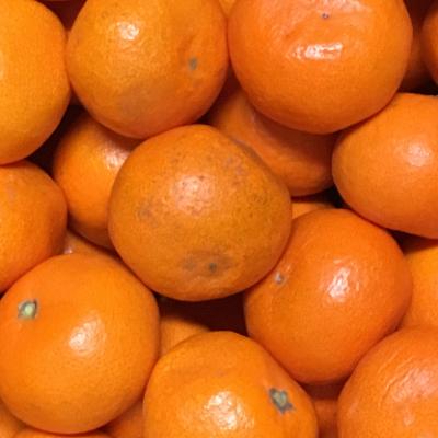 ふるさと納税 有田川町 こだわりの有田みかんご家庭用 5kg サイズ2S〜2Lおまかせ : 1224491 : Yahoo!ふるさと納税 - 通販 - Yahoo!ショッピング