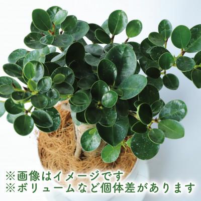 ふるさと納税 指宿市 【観葉植物】パンダガジュマル40cm〜50cm(025-1449) : 1232982 : Yahoo!ふるさと納税 - 通販 - Yahoo!ショッピング