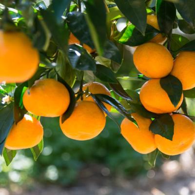 ふるさと納税 那智勝浦町 [秀品]和歌山有田みかん約4kg(2Lサイズ) : Yahoo!ふるさと納税 - 通販 - Yahoo!ショッピング