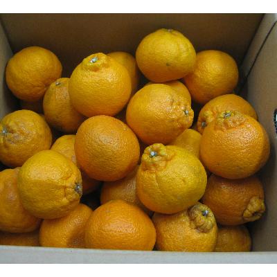 ふるさと納税 三木町 訳あり不知火 約3kg : Yahoo!ふるさと納税 - 通販 - Yahoo!ショッピング