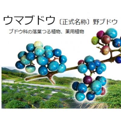 ふるさと納税 三木町 瞬冷凍☆ウマブドウ果実(野ぶどう)450g《3種のドリンクサンプル&レシピ&ウマブドウ茶付き》 : Yahoo!ふるさと納税 - 通販 - Yahoo!ショッピング