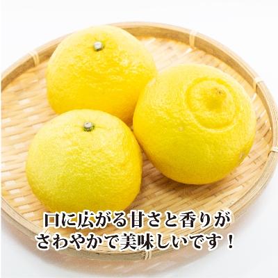 ふるさと納税 八幡浜市 ジューシーな甘さ!「はるか」約5キロ 【C39-7】 : 1280653 : Yahoo!ふるさと納税 - 通販 - Yahoo!ショッピング