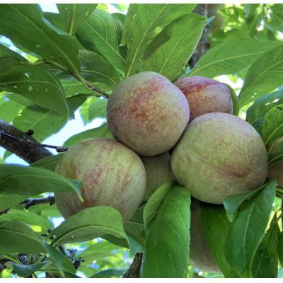 ふるさと納税 南アルプス市 すももソルダム大玉2L~4L 約1.2kg(9〜12玉) : 1294462 : Yahoo!ふるさと納税 - 通販 - Yahoo!ショッピング