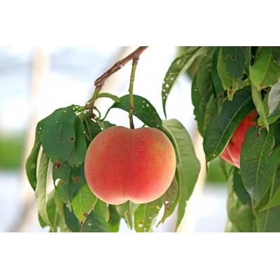 ふるさと納税 山梨市 【2025年先行受付】山梨市産 新鮮 桃 約2kg (5〜8玉) : 1305780 : Yahoo!ふるさと納税 ...