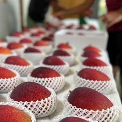 ふるさと納税 糸満市 【2026年発送】 縁’sファームのアップルマンゴー 家庭用 2kg : Yahoo!ふるさと納税 - 通販 - Yahoo!ショッピング