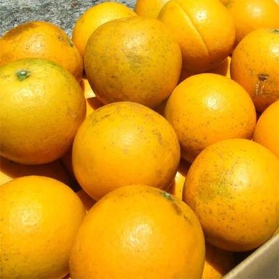 ふるさと納税 美浜町 バレンシアオレンジ[約7kg]和歌山県産(無選別・果実サイズ混合)湯浅町田村産 : 1334440 : Yahoo ...