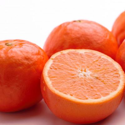 ふるさと納税 広川町 家庭用 セミノールオレンジ5kg+250g(傷み補償分)【春みかん】【訳あり】【光センサー出荷】 : Yahoo!ふるさと納税 - 通販 - Yahoo!ショッピング