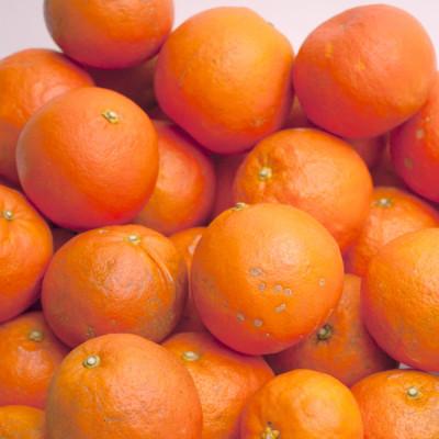 ふるさと納税 美浜町 家庭用 セミノールオレンジ5kg+250g(傷み補償分)【春みかん】【訳あり】【光センサー出荷】 : Yahoo!ふるさと納税 - 通販 - Yahoo!ショッピング