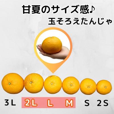 ふるさと納税 有田川町 甘夏 箱込 5kg (内容量約4.4kg) 秀優品混合 2L/L/Mサイズのいずれか : 1400719 : Yahoo!ふるさと納税 - 通販 - Yahoo!ショッピング