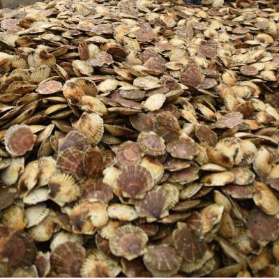 ふるさと納税 雄武町 北海道産 ほたて貝柱(冷凍)5S 1kg【61〜80粒】【G07012】 : 1403029 : Yahoo!ふるさと納税 - 通販 - Yahoo!ショッピング