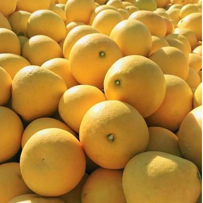 ふるさと納税 土佐市 生産者直送 土佐文旦3kg【2L〜4L】家庭用 : 1416628 : Yahoo!ふるさと納税 - 通販 - Yahoo!ショッピング