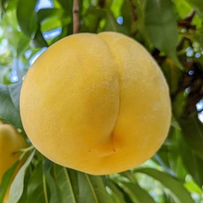 ふるさと納税 山梨市 【2025年先行受付】山梨市産 黄金桃 約2kg(5〜8玉) : 1431879 : Yahoo!ふるさと納税 - 通販 - Yahoo!ショッピング