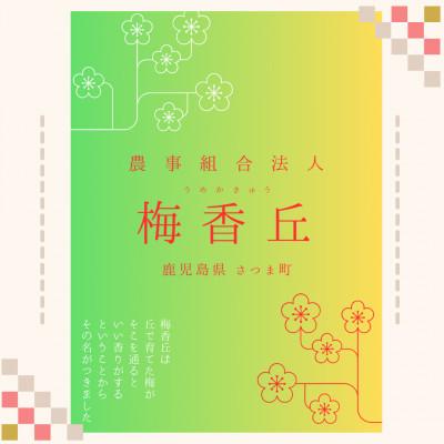 ふるさと納税 さつま町 はちみつ漬け梅干し(計800g・400g×2箱)3L~4Lサイズ!鹿児島県産蜂蜜使用! : Yahoo!ふるさと納税 - 通販 - Yahoo!ショッピング