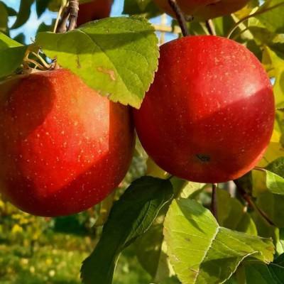 ふるさと納税 藤崎町 葉とらずサンふじ 家庭用 約3kg(8~12個) : Yahoo!ふるさと納税 - 通販 - Yahoo!ショッピング