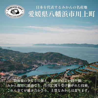 ふるさと納税 八幡浜市 愛媛みかんの老舗厳選【愛媛県産 小玉 みかん5kg】新口農園【C70-4】 : 1440740 : Yahoo!ふるさと納税 - 通販 - Yahoo!ショッピング