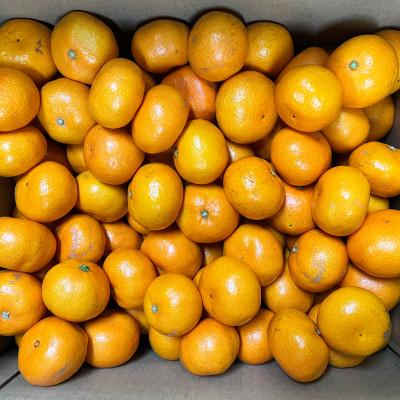 ふるさと納税 美浜町 【ご家庭用】和歌山有田みかん約5kg(2L、3Lサイズいずれか)【美浜町】 : Yahoo!ふるさと納税 - 通販 - Yahoo!ショッピング