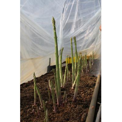 ふるさと納税 東かがわ市 アスパラガス【さぬきのめざめ】3L・2Lサイズ1kg : Yahoo!ふるさと納税 - 通販 - Yahoo!ショッピング