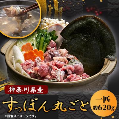 ふるさと納税 山北町 神奈川県産鍋用すっぽん丸ごと1匹(約620g) : Yahoo!ふるさと納税 - 通販 - Yahoo!ショッピング