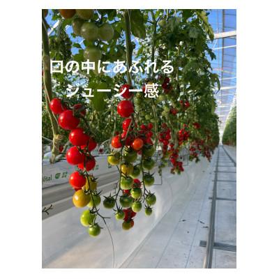 ふるさと納税 半田市 HANDAミラトマト 3kg : Yahoo!ふるさと納税 - 通販 - Yahoo!ショッピング