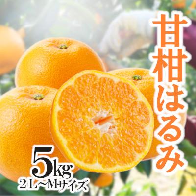 ふるさと納税 八幡浜市 「甘柑はるみ」5kg【C79-24】 : 1474168 : Yahoo!ふるさと納税 - 通販 - Yahoo!ショッピング