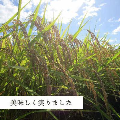 ふるさと納税 浜田市 【令和6年産】無洗米 金城産こしひかり2kg・無洗米 きむすめ2kg : 1484636 : Yahoo!ふるさと納税 ...
