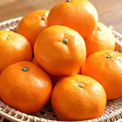 ふるさと納税 有田川町 [秀品]和歌山有田ブランド「賢みかん」約5kg(2Sサイズ) : Yahoo!ふるさと納税 - 通販 - Yahoo!ショッピング