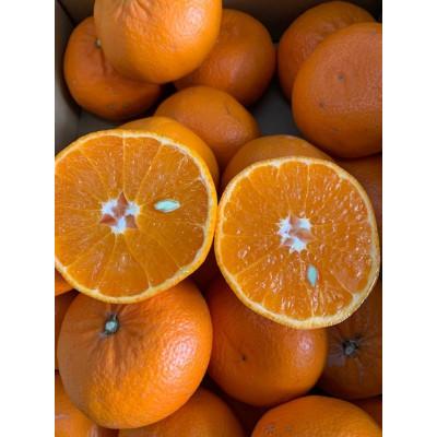 ふるさと納税 有田川町 麗紅柑(れいこう) 青秀品家庭用 2S〜3Lサイズ 3kg 和歌山県有田産 : 1490640 : Yahoo!ふるさと納税 - 通販 - Yahoo!ショッピング