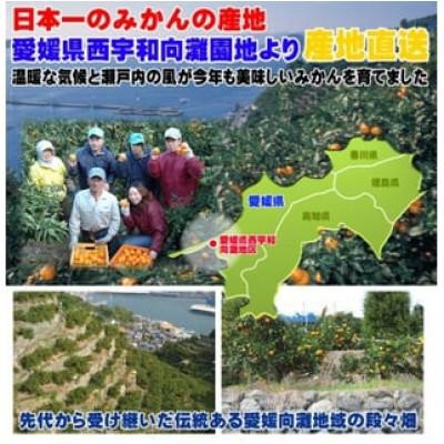 ふるさと納税 八幡浜市 愛媛県産愛媛みかん5kg(早生)と果汁100%ストレートジュースおまかせ3本セット【D35-8】 : 1492246 : Yahoo!ふるさと納税 - 通販 ...