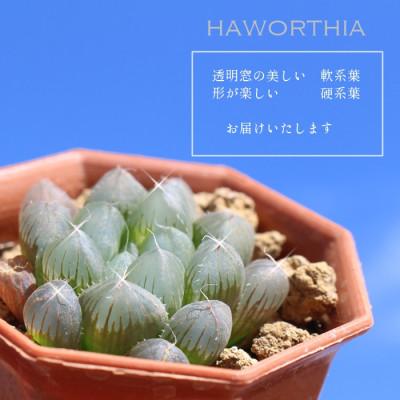 ふるさと納税 太田市 多肉植物10種類ハオルチアセット : 1494053 : Yahoo!ふるさと納税 - 通販 - Yahoo!ショッピング