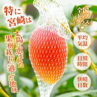 ふるさと納税 宮崎市 宮崎完熟マンゴー 4Lサイズ 2玉 約1.1〜1.28kg《宮崎グルメ市場》 : 1494692 : Yahoo!ふるさと納税 - 通販 - Yahoo!ショッピング
