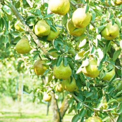 ふるさと納税 中野市 長野県中野市産 旬の洋梨ラ・フランス3kg6〜11玉 : Yahoo!ふるさと納税 - 通販 - Yahoo!ショッピング