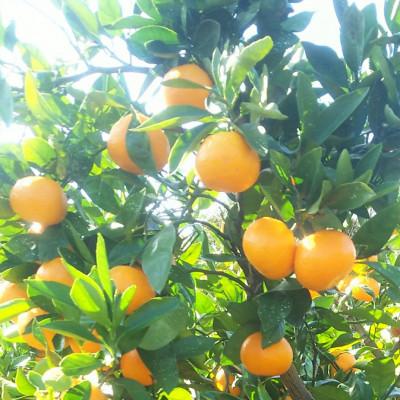 ふるさと納税 日高町 和歌山産 家庭用 完熟木なりハッサクみかん(八朔) 約5kg M〜2Lサイズ【訳あり・ご家庭用】 : Yahoo!ふるさと納税 - 通販 - Yahoo!ショッピング