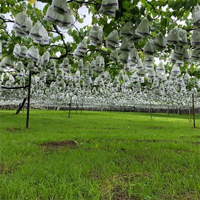 ふるさと納税 日出町 巨峰(種あり) 約1kg(2〜4房) : Yahoo!ふるさと納税 - 通販 - Yahoo!ショッピング