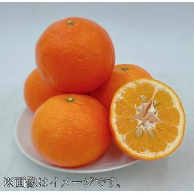 ふるさと納税 伊予市 伊予柑 10kg L〜2Lサイズ : 1545776 : Yahoo!ふるさと納税 - 通販 - Yahoo!ショッピング