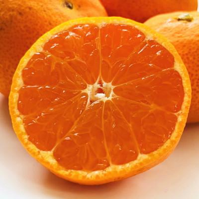 ふるさと納税 湯浅町 有田みかんの最高峰 太玉田村みかん 2L・3Lサイズ 秀品 約10kg : Yahoo!ふるさと納税 - 通販 - Yahoo!ショッピング