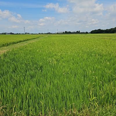 ふるさと納税 春日部市 スマート農業技術を活用した 令和6年産 彩のかがやき白米 5キロ : 1581747 : Yahoo!ふるさと納税 ...