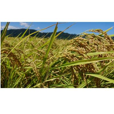 ふるさと納税 若狭町 有機JAS認証こしひかり 白米10kg : Yahoo!ふるさと納税 - 通販 - Yahoo!ショッピング