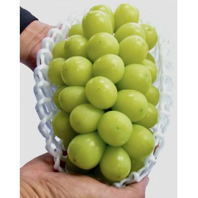 ふるさと納税 筑西市 茨城県筑西市産 ハウス栽培シャインマスカット 2房(約1.4〜1.6kg) : Yahoo!ふるさと納税 - 通販 - Yahoo!ショッピング