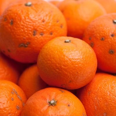 ふるさと納税 九度山町 家庭用 津之輝5kg+250g(傷み補償分)【訳あり】【つのかがやき】【せとかに似た柑橘】 : Yahoo!ふるさと納税 - 通販 - Yahoo!ショッピング