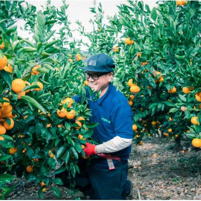 ふるさと納税 八幡浜市 【訳あり】西宇和みかん小玉5kg(小玉3S〜Sサイズ込み)【C21-46】 : Yahoo!ふるさと納税 - 通販 - Yahoo!ショッピング