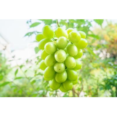 ふるさと納税 笛吹市 【2026年先行受付】山梨県産 匠のシャインマスカット+品種おまかせ 約1kg(2〜3房) : Yahoo!ふるさと納税 ...