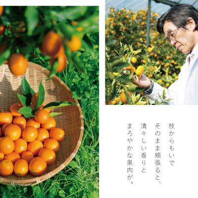 ふるさと納税 南さつま市 2月〜3月末発送 【鹿児島県南さつま市産】完熟金柑 黄金丸 約1kg(3L〜4L) : 3030821 : Yahoo!ふるさと納税 - 通販 - Yahoo!ショッピング