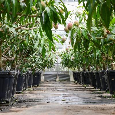 ふるさと納税 西都市 【先行受付】西都市産完熟マンゴー約1.2kg(3〜5玉)[訳あり]鉢植栽培[2917] : Yahoo!ふるさと納税 - 通販 - Yahoo!ショッピング