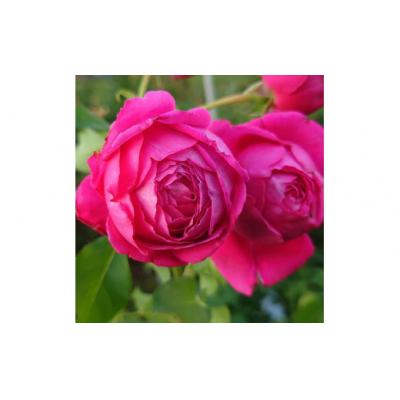 ふるさと納税 飯能市 【Apple Roses】バラ苗『パブ・ロック』大苗6号ポット植え[52210520] : Yahoo!ふるさと納税 ...