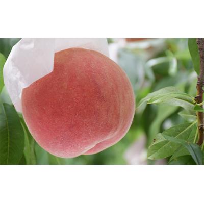 ふるさと納税 福島市 もも「川中島白桃」約1.5kg 化粧箱入【2025年発送】No.2219 : 3121265 : Yahoo!ふるさと納税 - 通販 - Yahoo!ショッピング