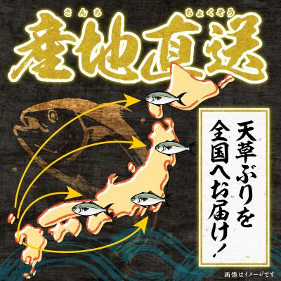 ふるさと納税 天草市 【指定日必須】天草 ぶりまるごと 一尾 4.5kg前後×1尾 ブリ 鰤_S042-003A : Yahoo!ふるさと納税 - 通販 - Yahoo!ショッピング